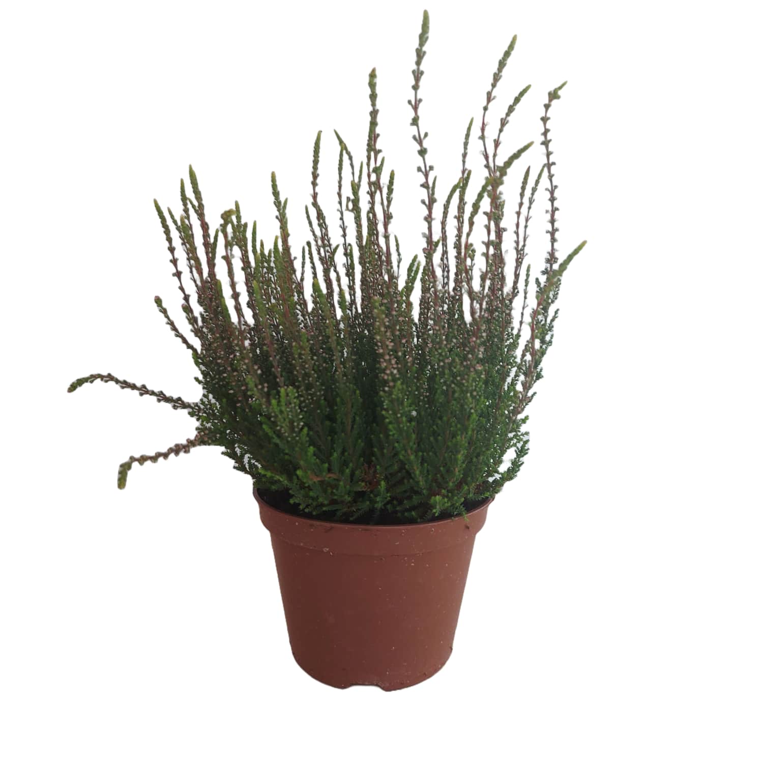 Kanarbik potis 12cm